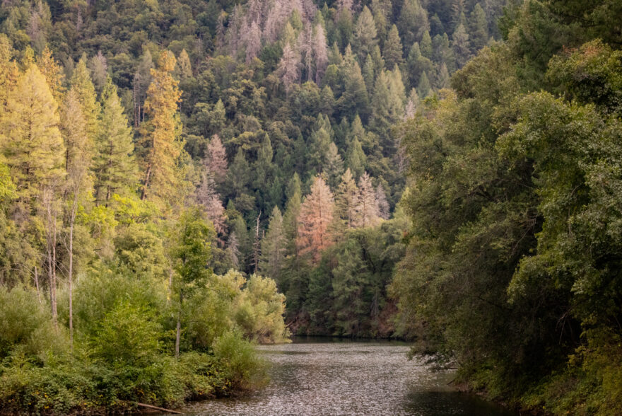 Blue Forest | Because landscape restoration needs to happen now