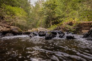 Forest Resilience Bond (FRB) | Blue Forest