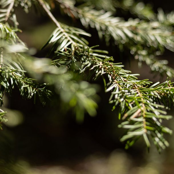 Our Impact | Blue Forest