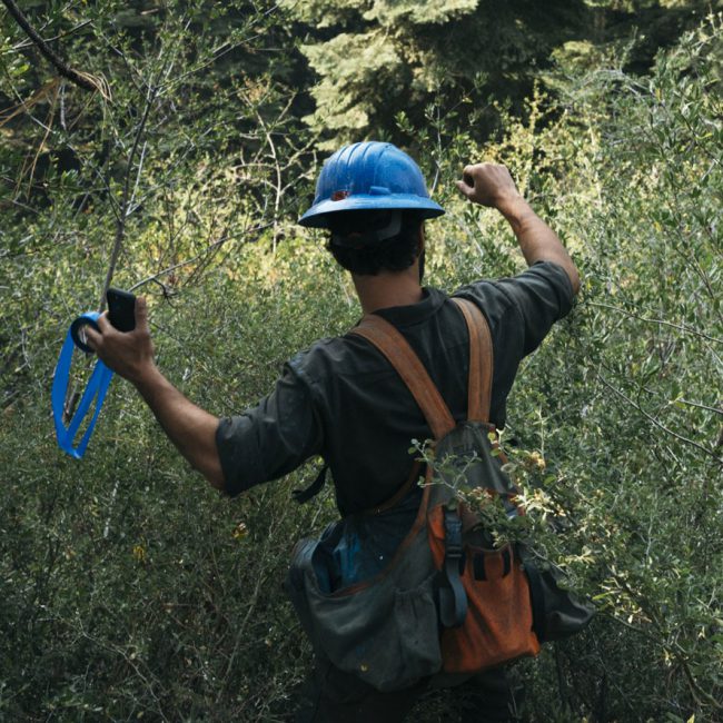 We Make Forest Restoration Projects Happen | Blue Forest