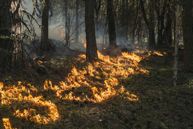 Our Impact | Blue Forest