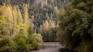 Blue Forest | Because landscape restoration needs to happen now
