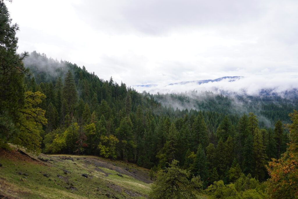 Forest Resilience Bond (FRB) | Blue Forest