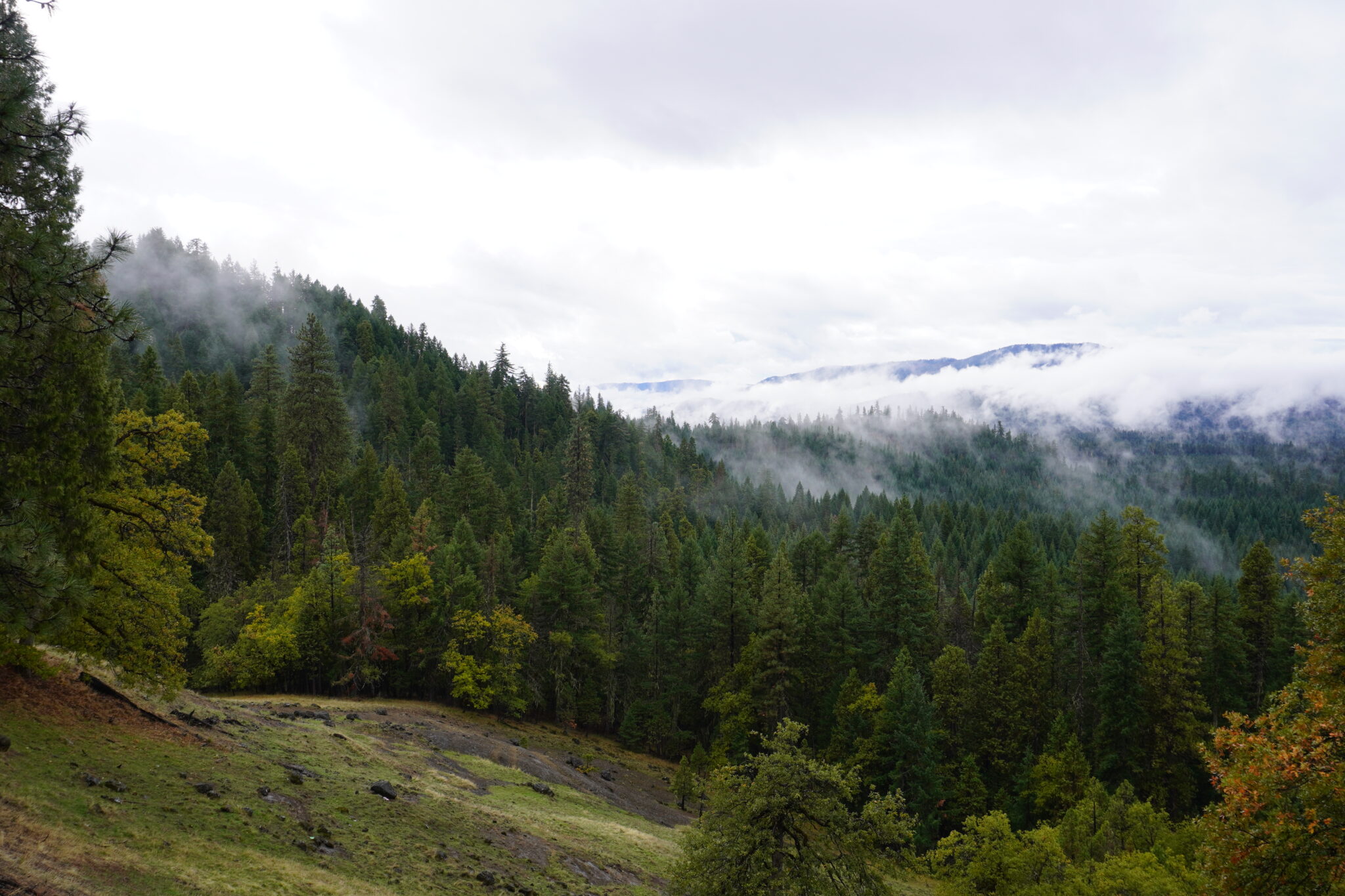 Forest Resilience Bond (FRB) | Blue Forest