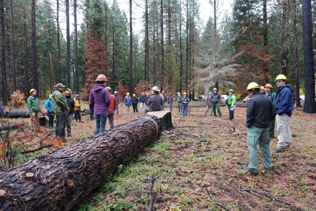 Forest Finance Unlocks Opportunities for Rural Communities: Exploring ...
