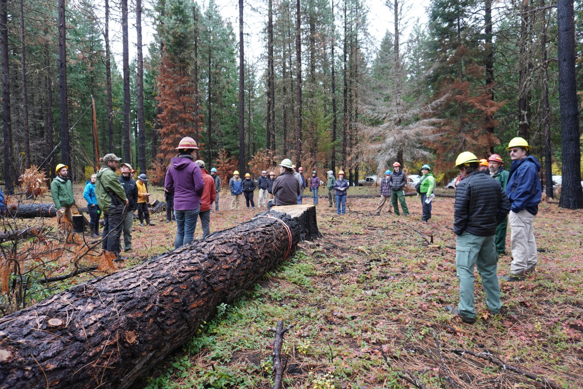 Forest Finance Unlocks Opportunities for Rural Communities: Exploring ...