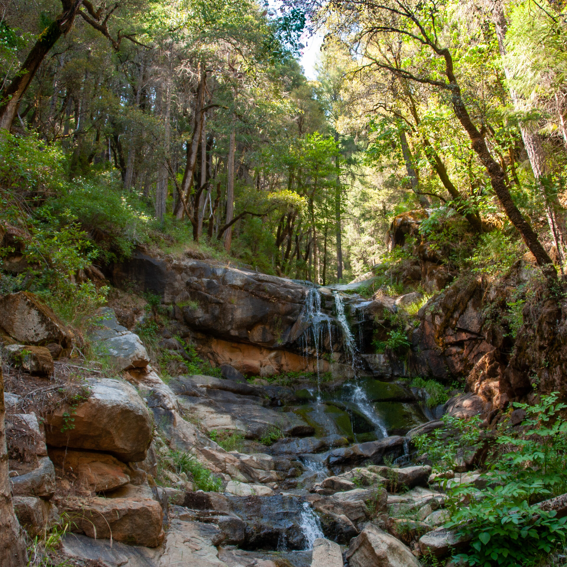 We Make Forest Restoration Projects Happen | Blue Forest