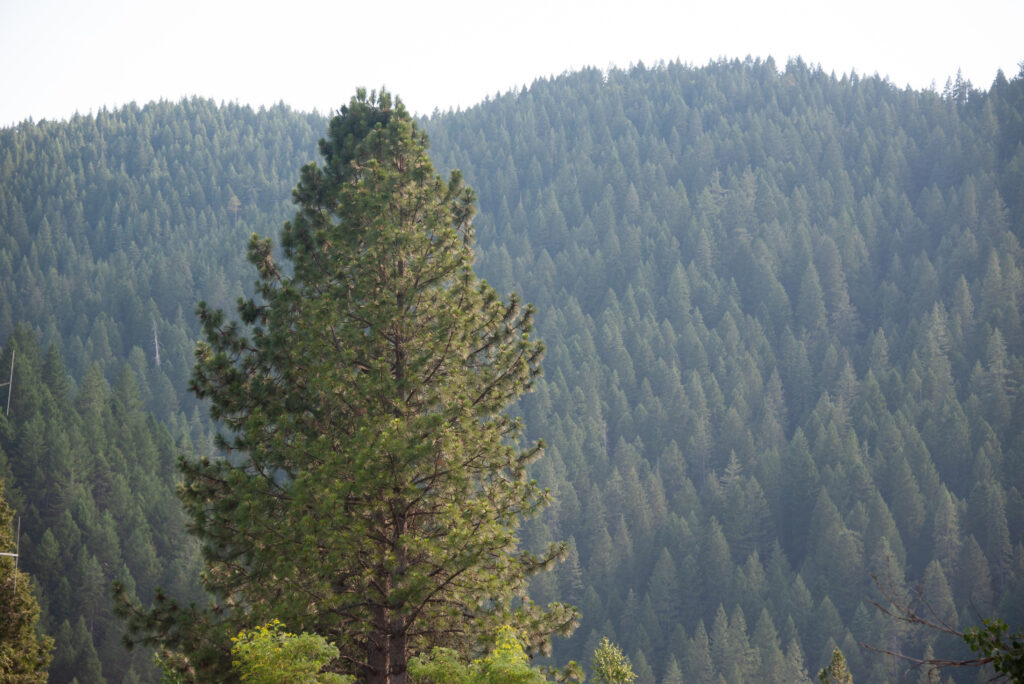 Reports & Resources | Blue Forest