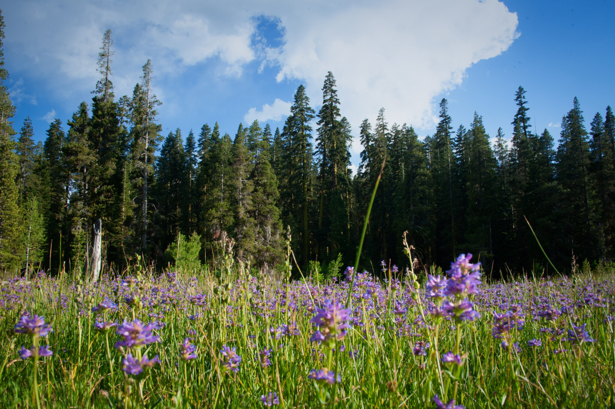 Forest Resilience Bond (FRB) | Blue Forest