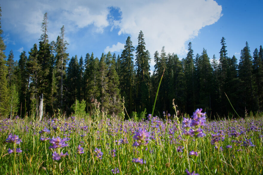 Blue Forest | Because landscape restoration needs to happen now