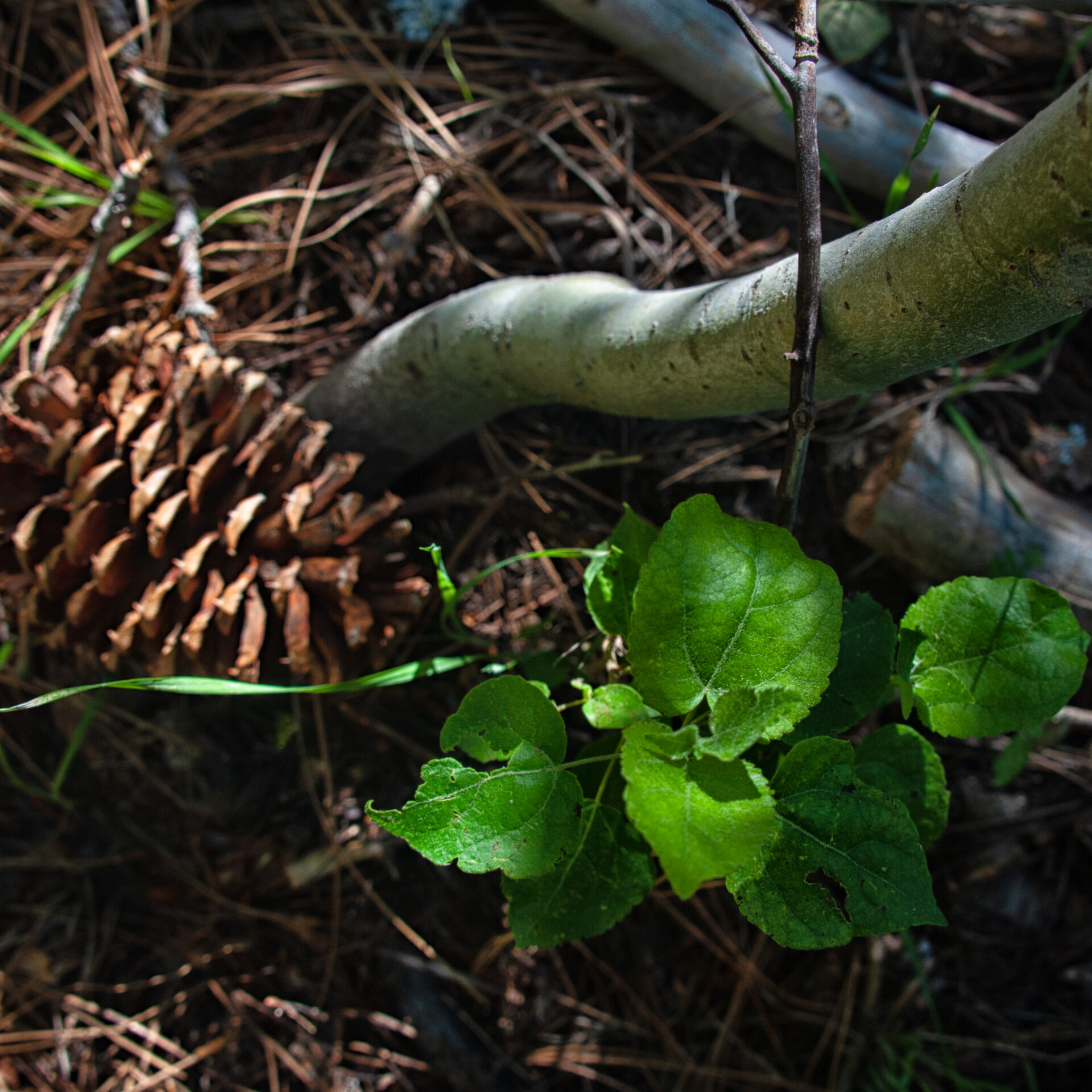 The Science of Forest Management | Blue Forest