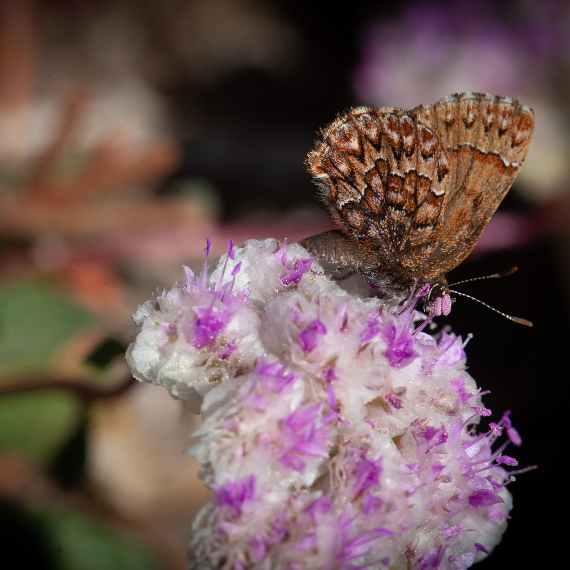 The Science of Forest Management | Blue Forest