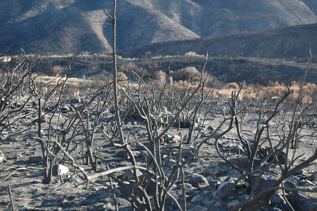 The 2020 fires are out at last — what happens now? | Blue Forest