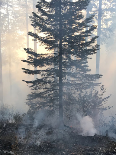 Preparing for and Experiencing a Prescribed Burn | Blue Forest