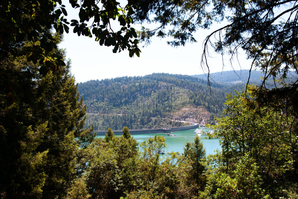 Why the Forest Resilience Bond is a win for utilities | Blue Forest