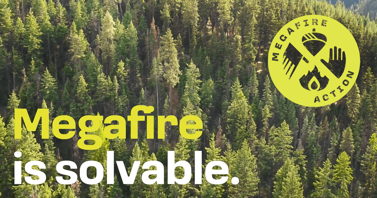 Partner profile | Megafire Action | Blue Forest