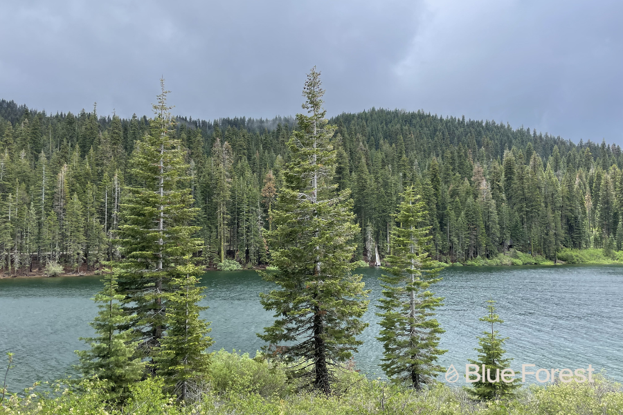 Blue Forest is COIN CDFI Certified | Blue Forest