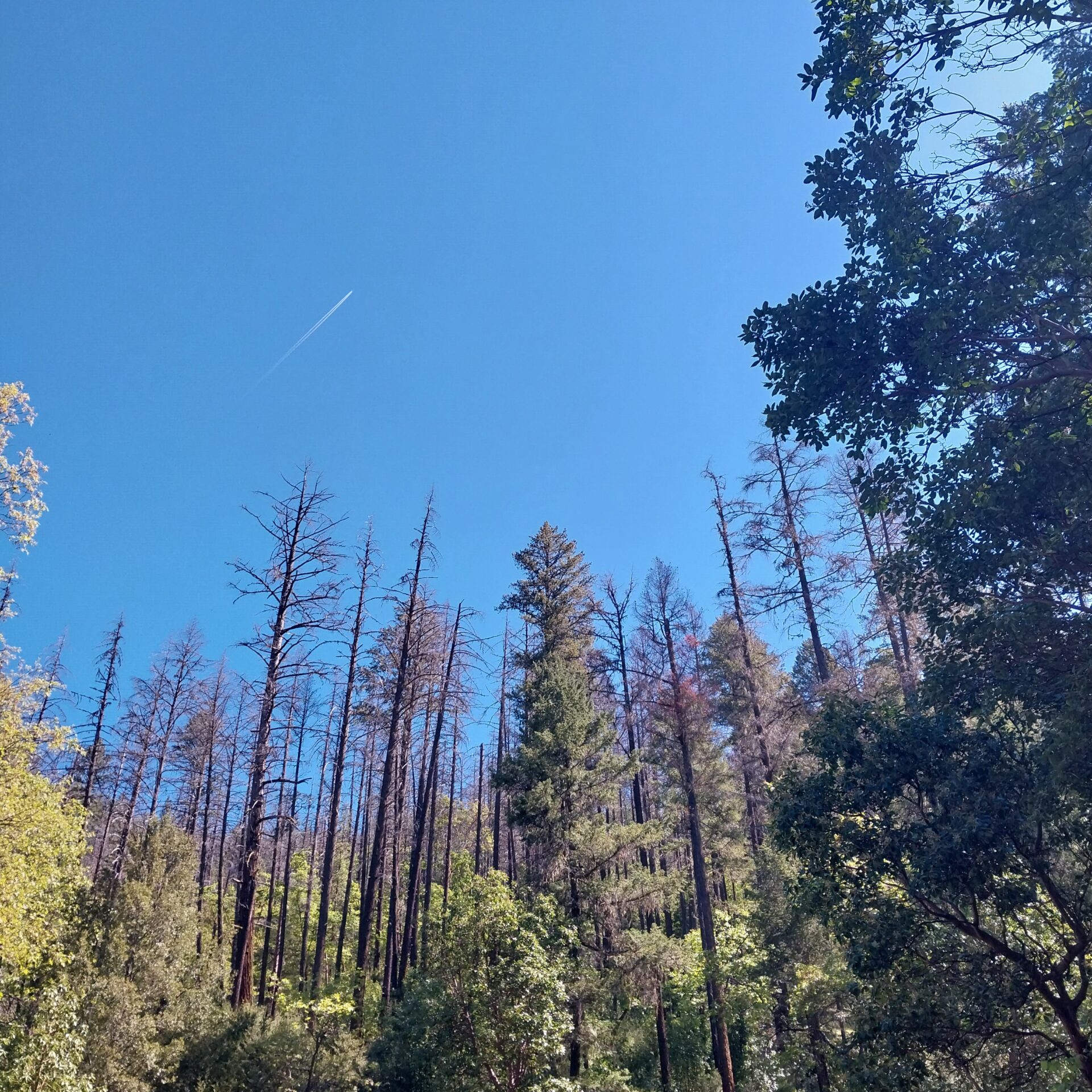 June 2024 Science Corner | Douglas-fir decline spiral: Threats ...