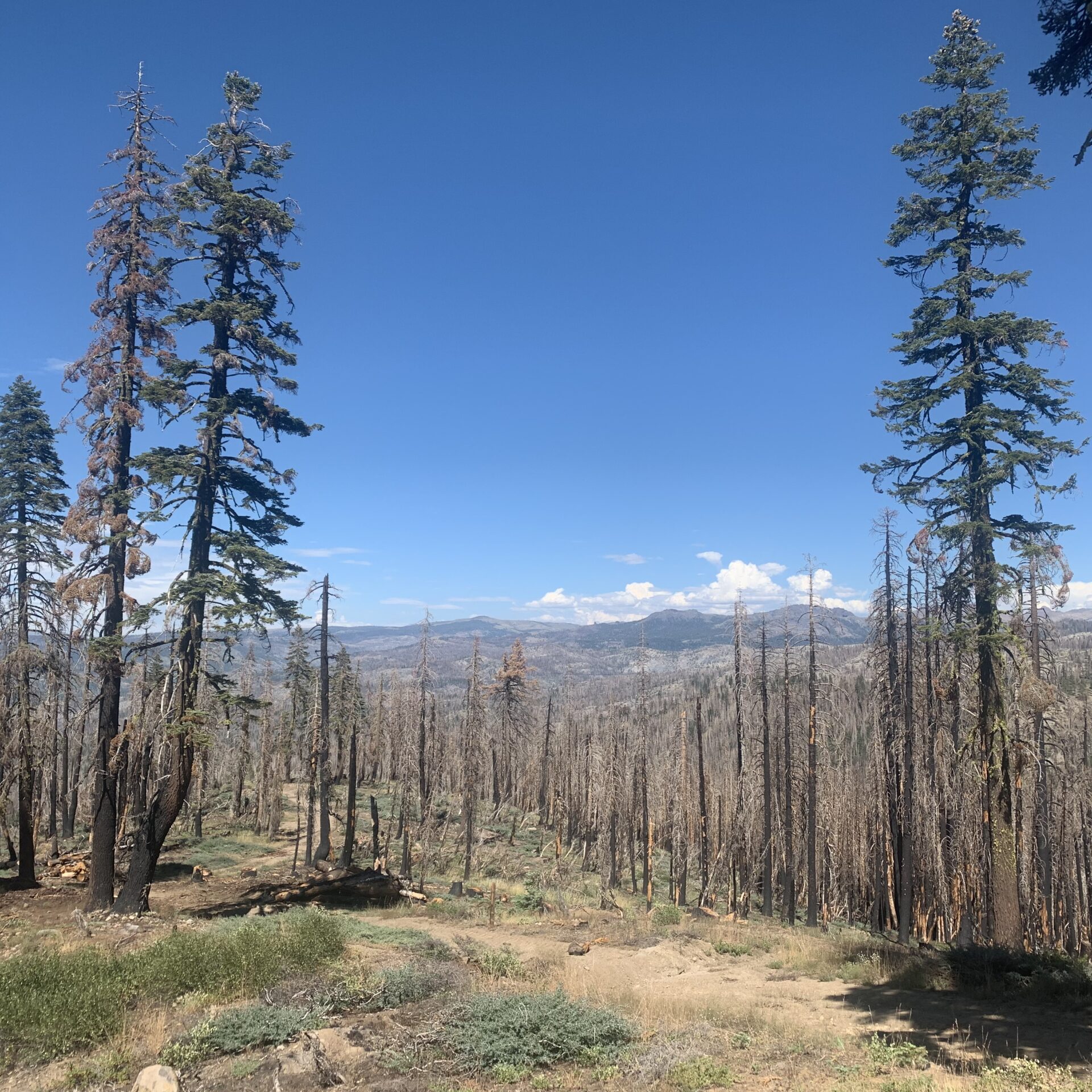 August 2024 Science Corner | Post-Fire Restoration and Reforestation: A ...