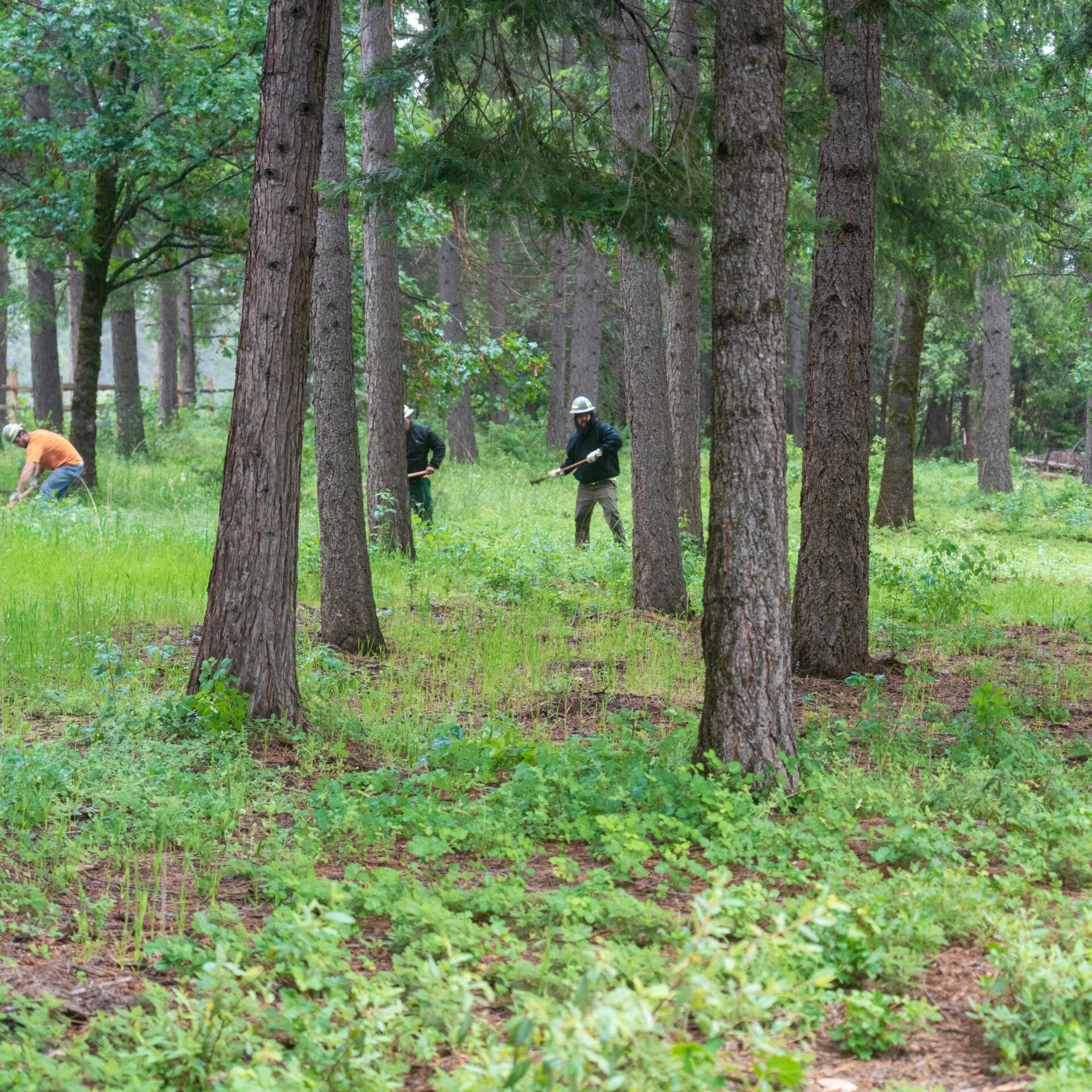 Indigenous Partnerships | Blue Forest