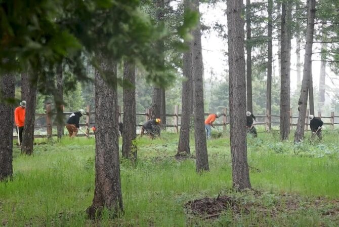 Blue Forest | Because landscape restoration needs to happen now